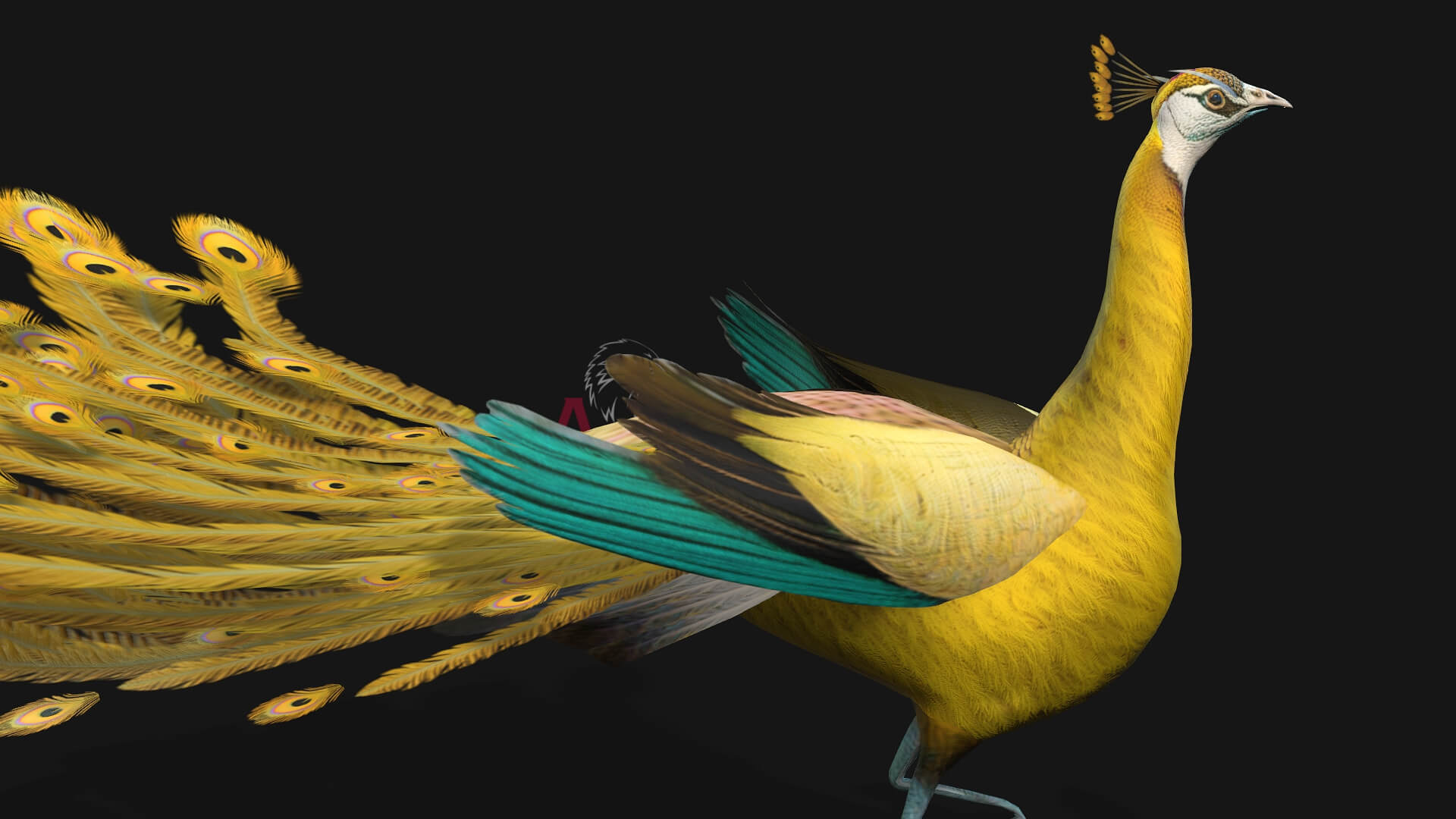 Peacock A2 Animated - 3D Model by Animated3d