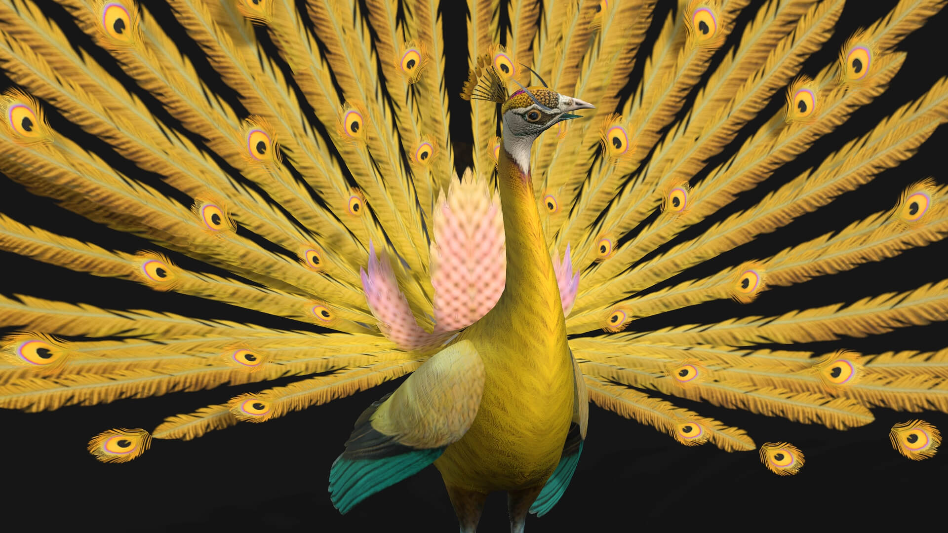 Peacock A2 Animated - 3D Model by Animated3d
