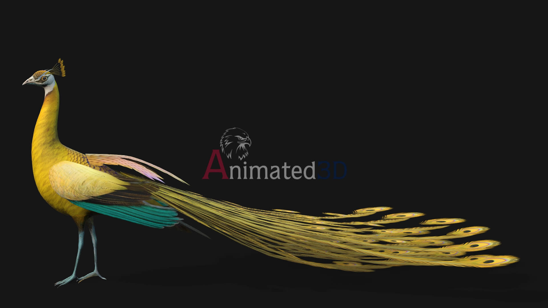 Peacock A2 Animated - 3D Model by Animated3d