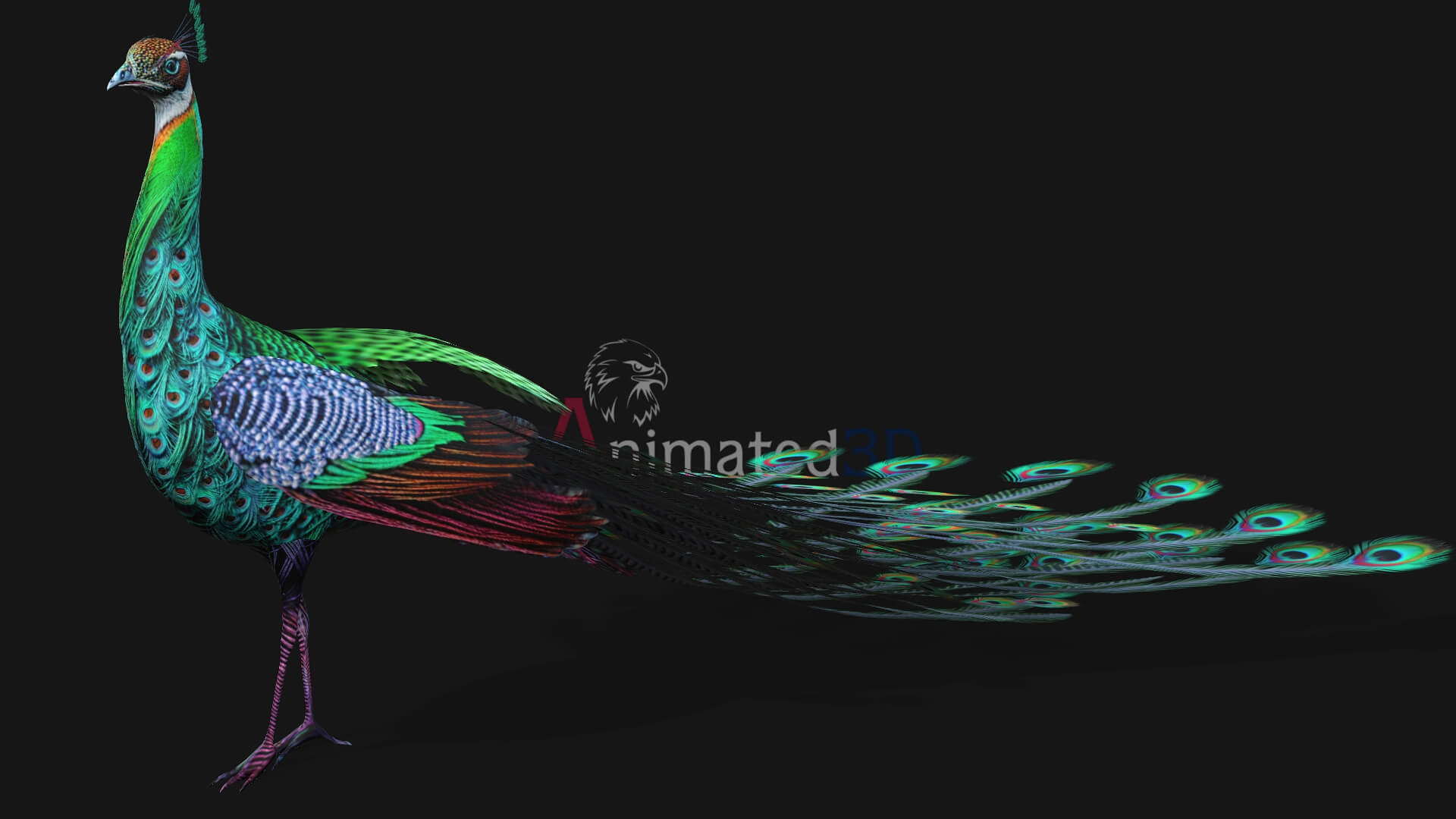 Peacock A3 Animated - 3D Model by Animated3d