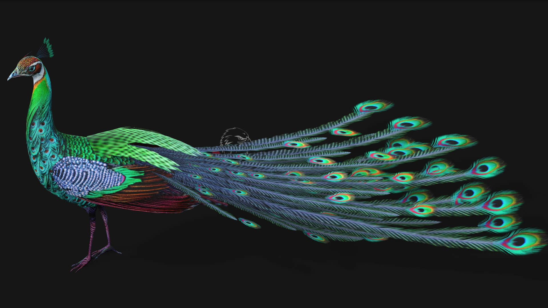 Peacock A3 Animated - 3D Model by Animated3d