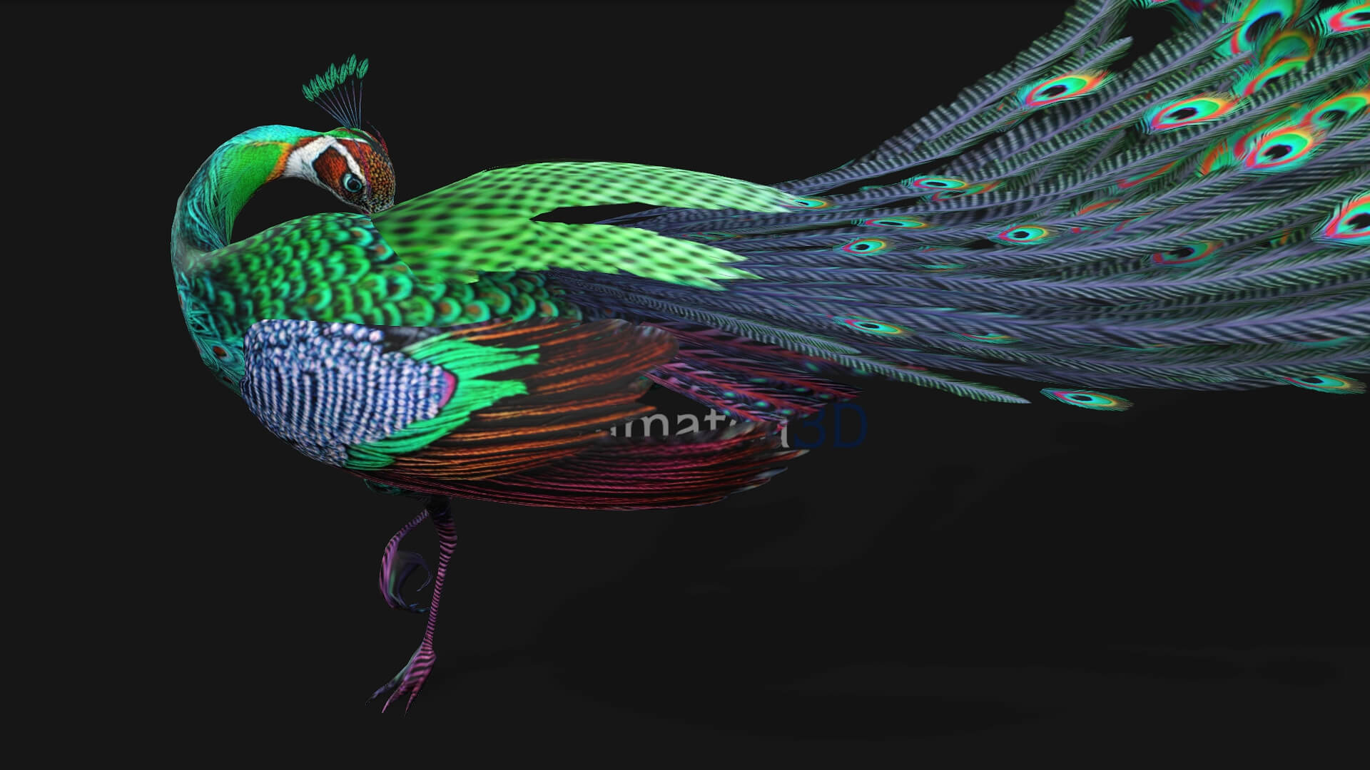 Peacock A3 Animated - 3D Model by Animated3d