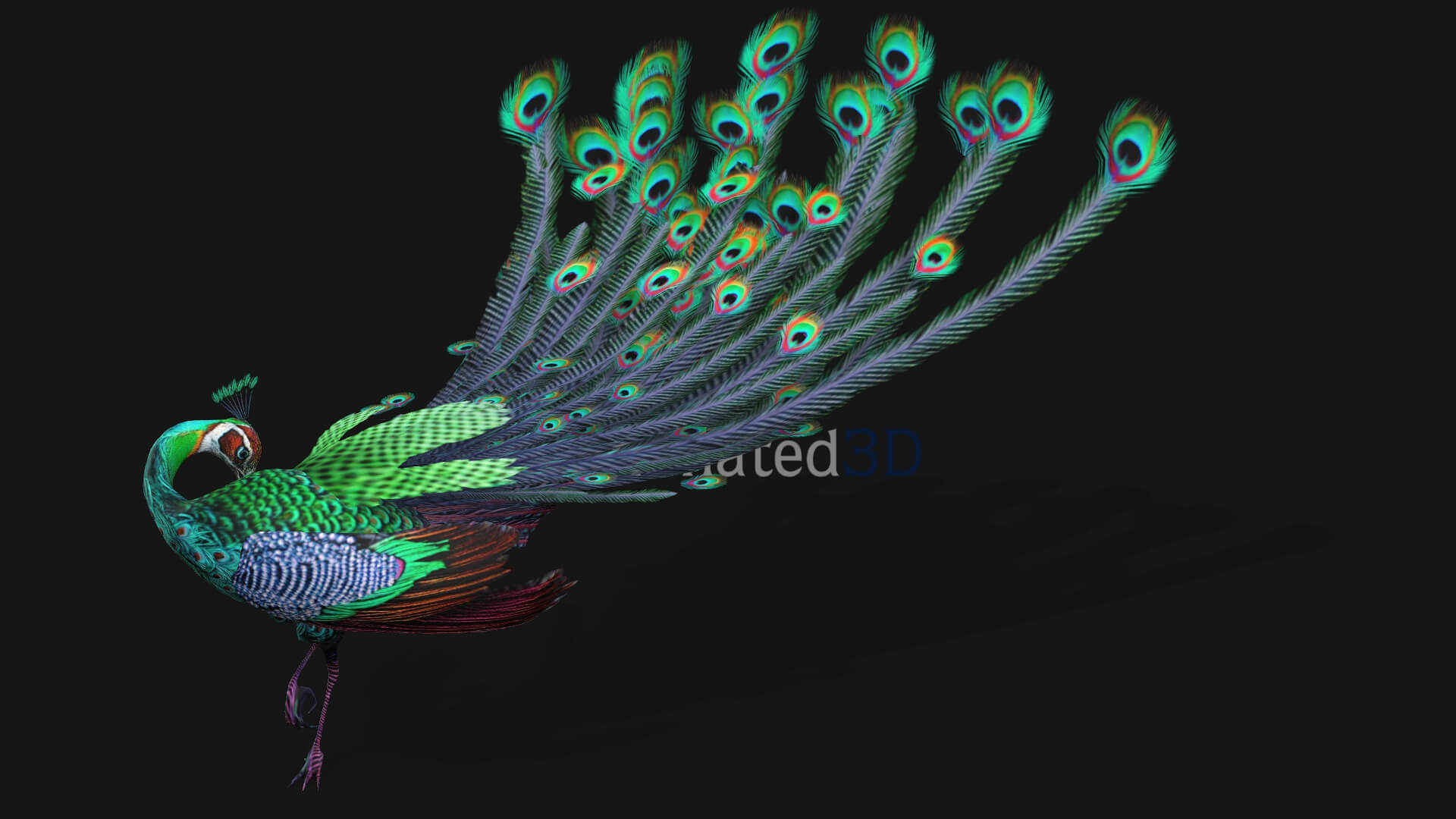 Peacock A3 Animated - 3D Model by Animated3d