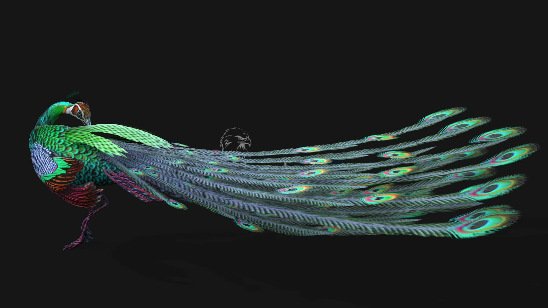 Peacock A3 Animated - 3D Model by Animated3d