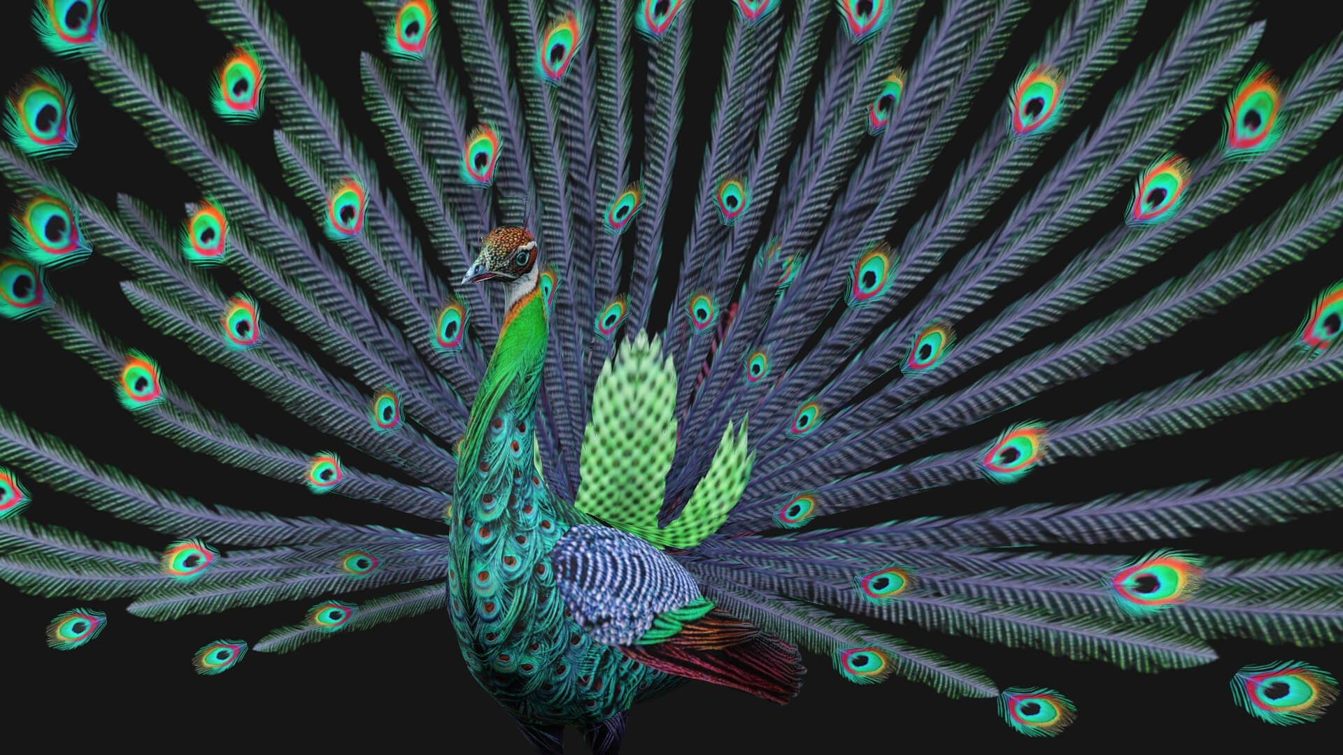 Peacock A3 Animated - 3D Model by Animated3d