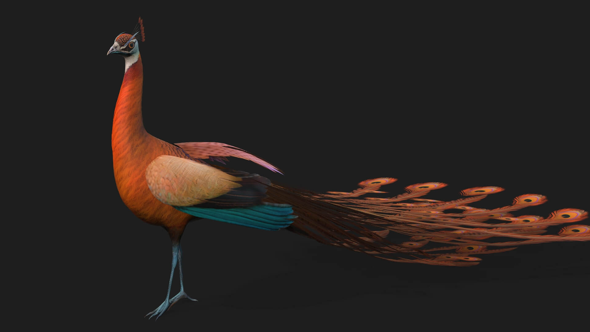Peacock A4 Animated - 3D Model by Animated3d