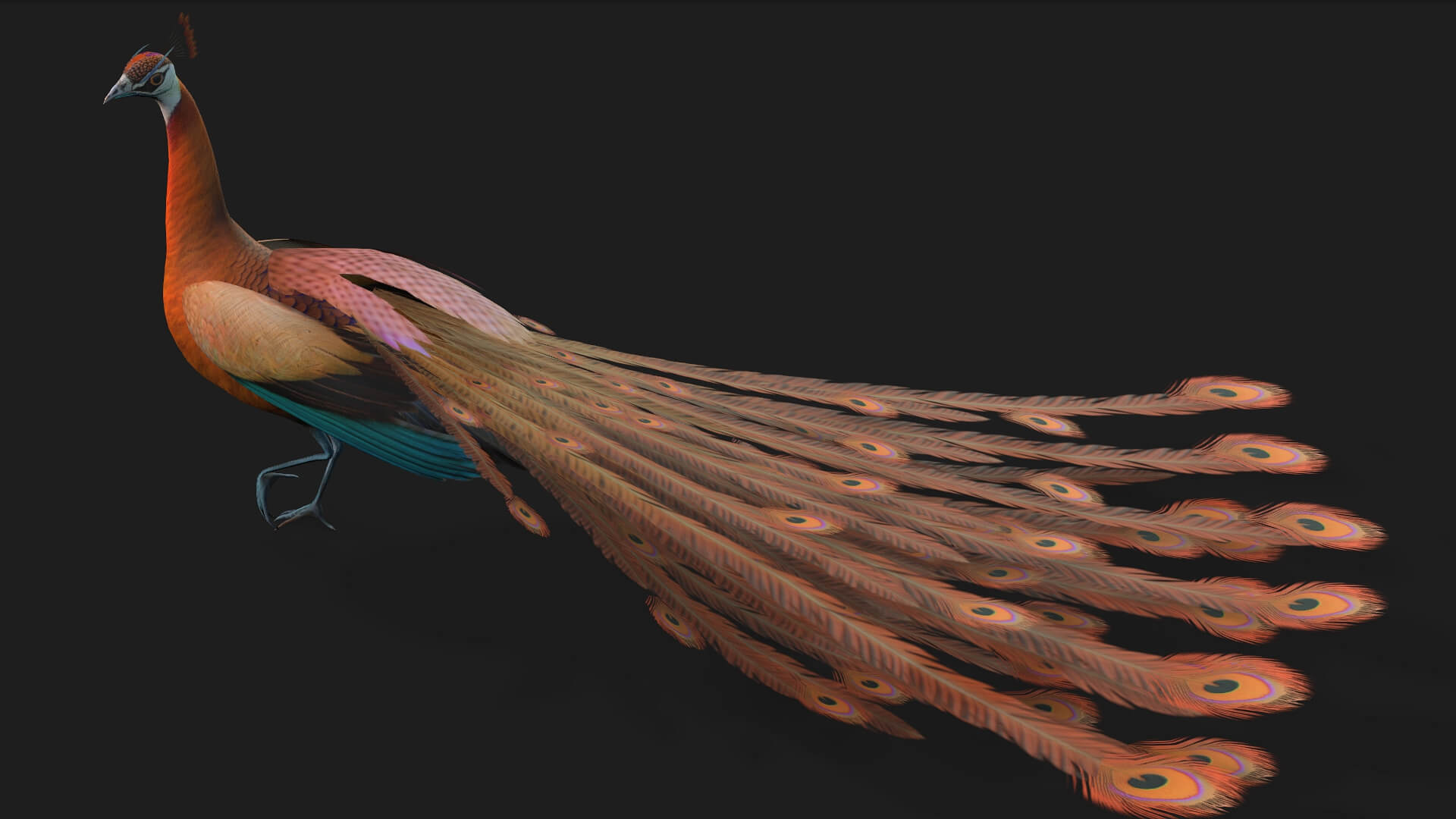 Peacock A4 Animated - 3D Model by Animated3d
