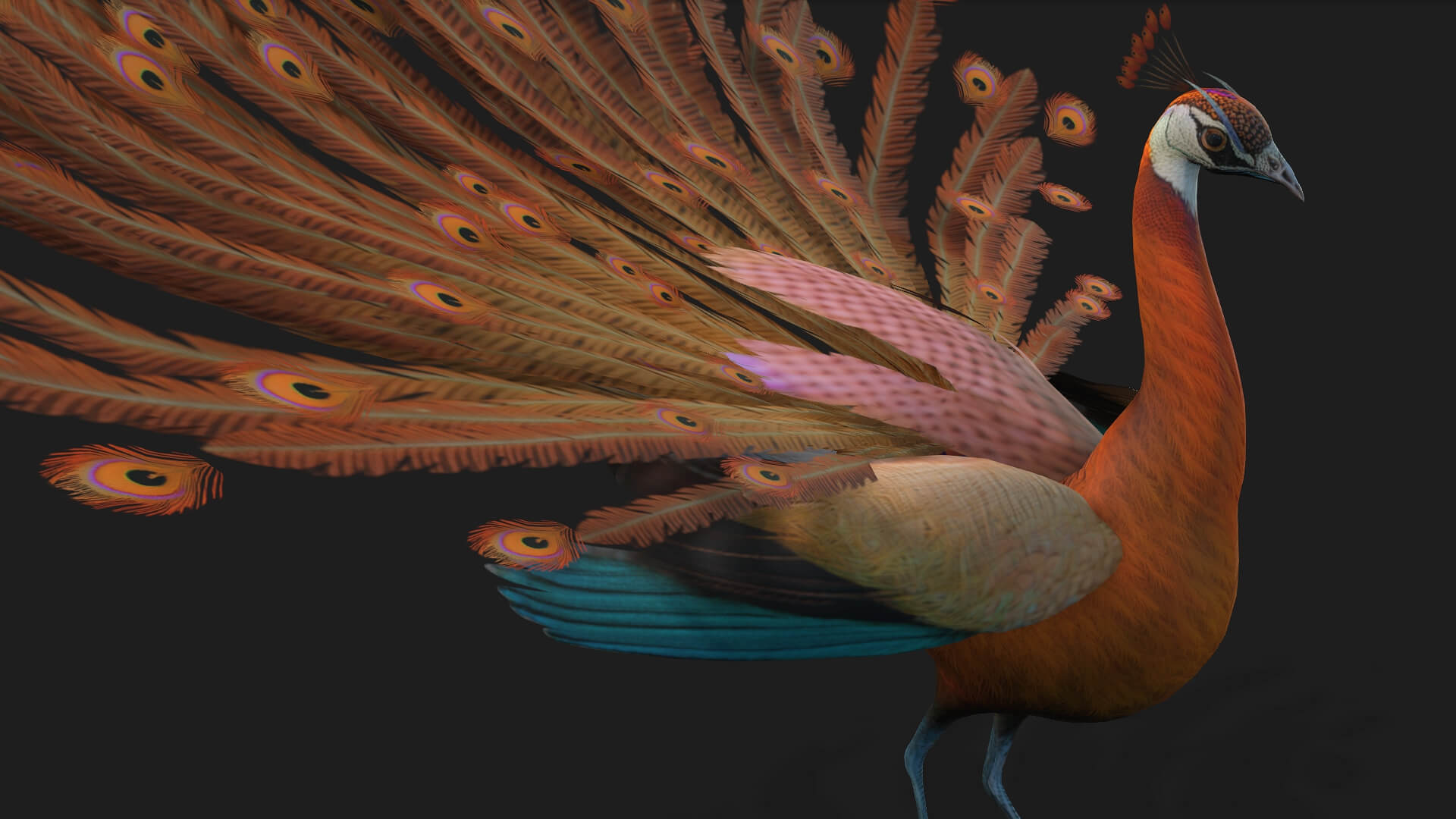 Peacock A4 Animated - 3D Model by Animated3d