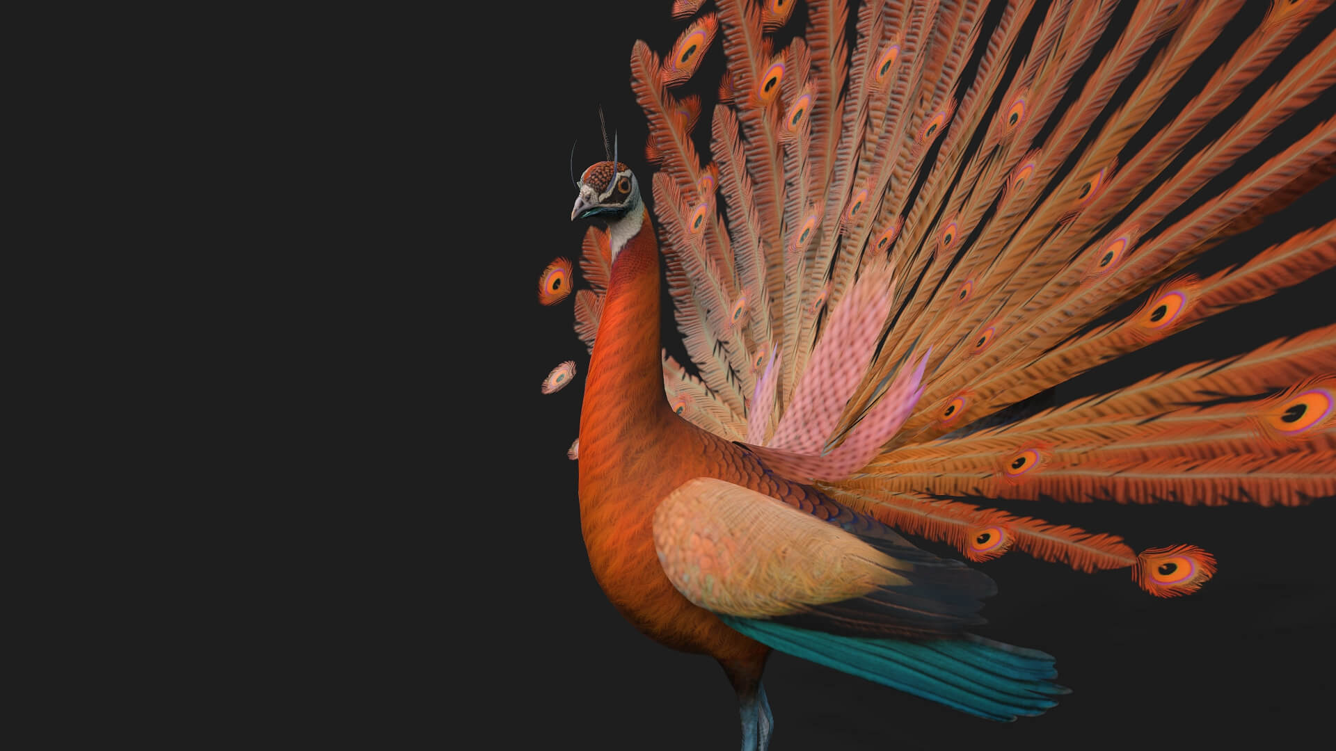 Peacock A4 Animated - 3D Model by Animated3d