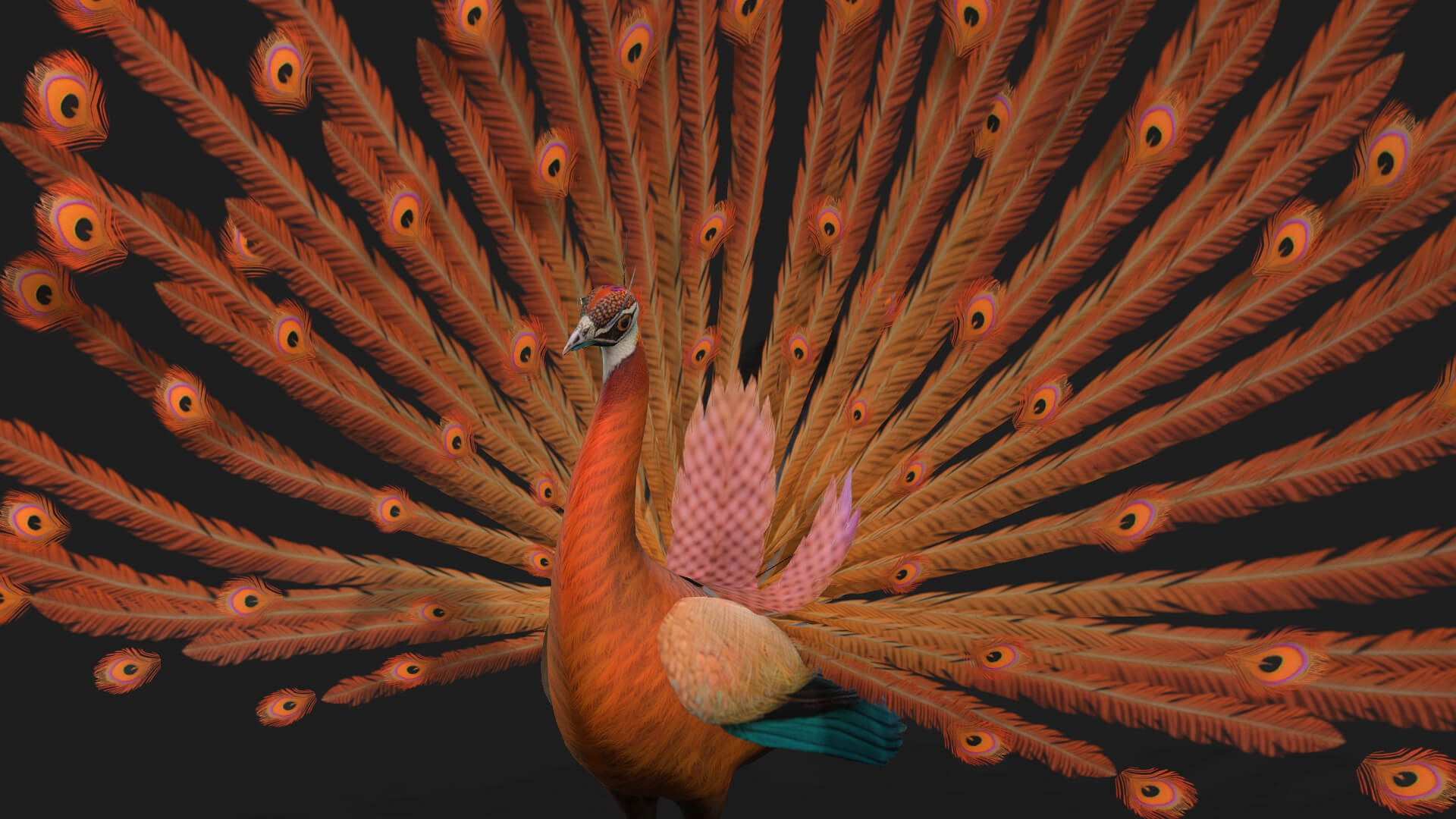 Peacock A4 Animated - 3D Model by Animated3d
