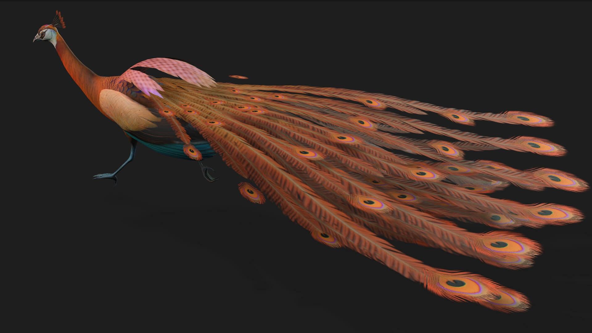 Peacock A4 Animated - 3D Model by Animated3d