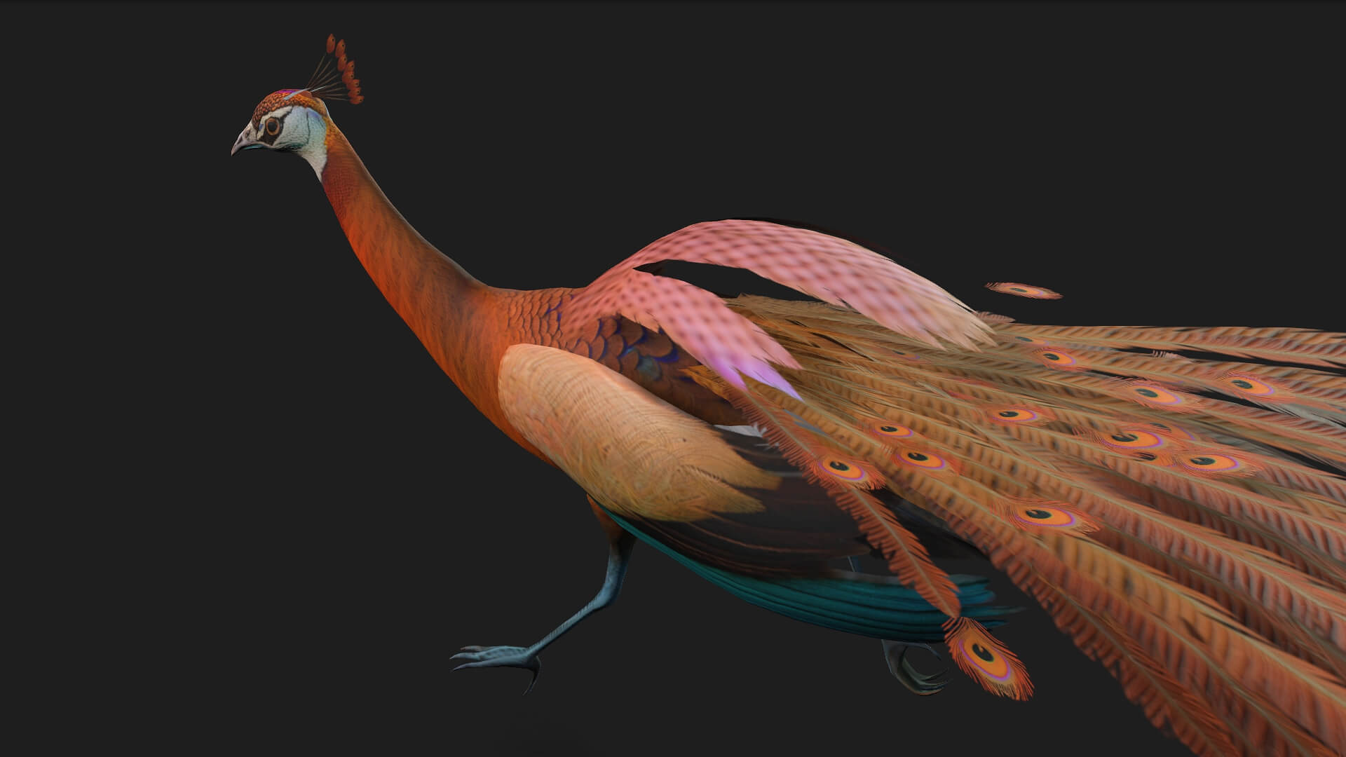 Peacock A4 Animated - 3D Model by Animated3d