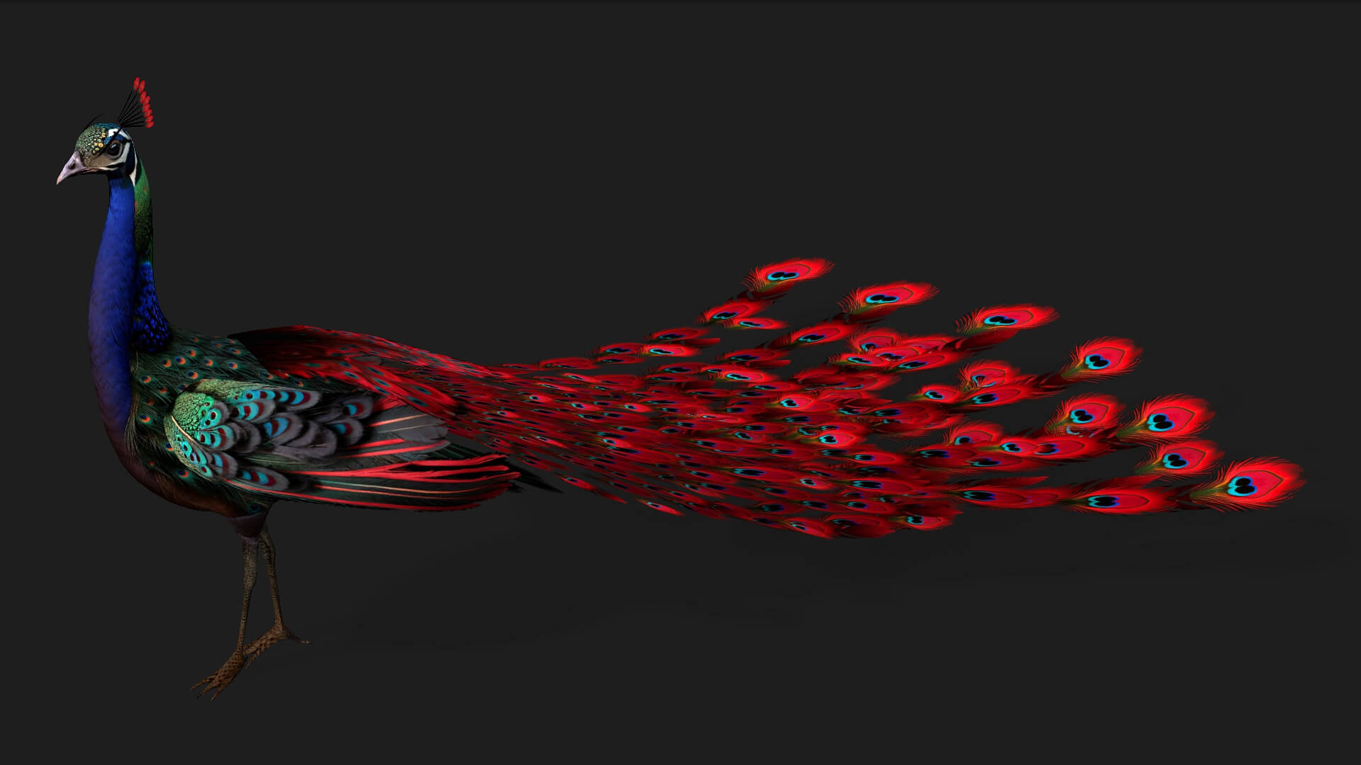 Peacock-Black-A1 3D Model by Animated3d