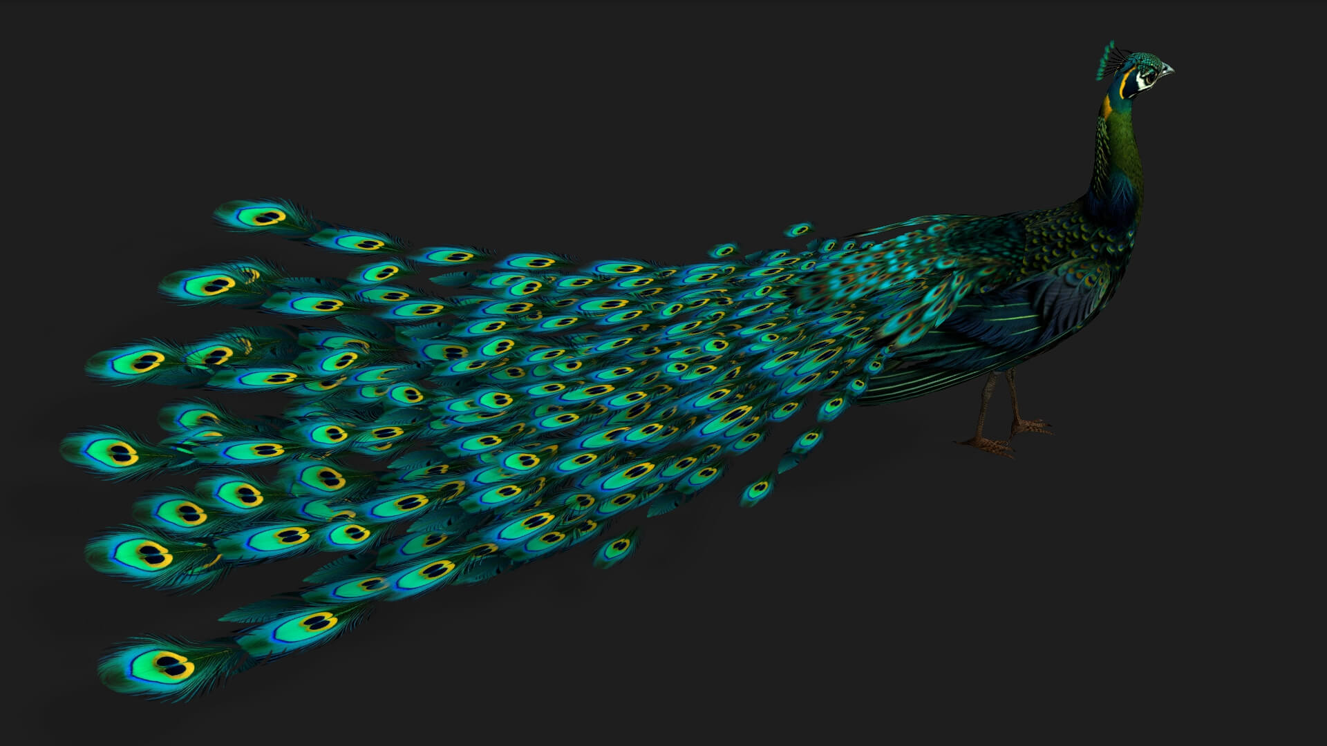Peacock-Black-A3 3D Model by Animated3d