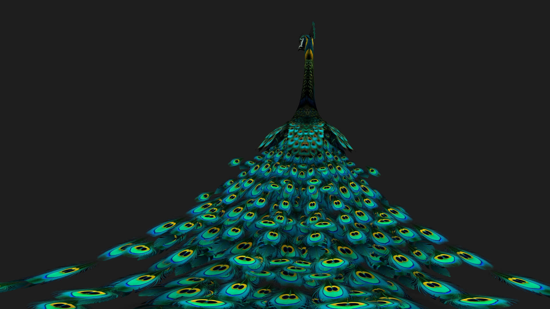 Peacock-Black-A3 3D Model by Animated3d