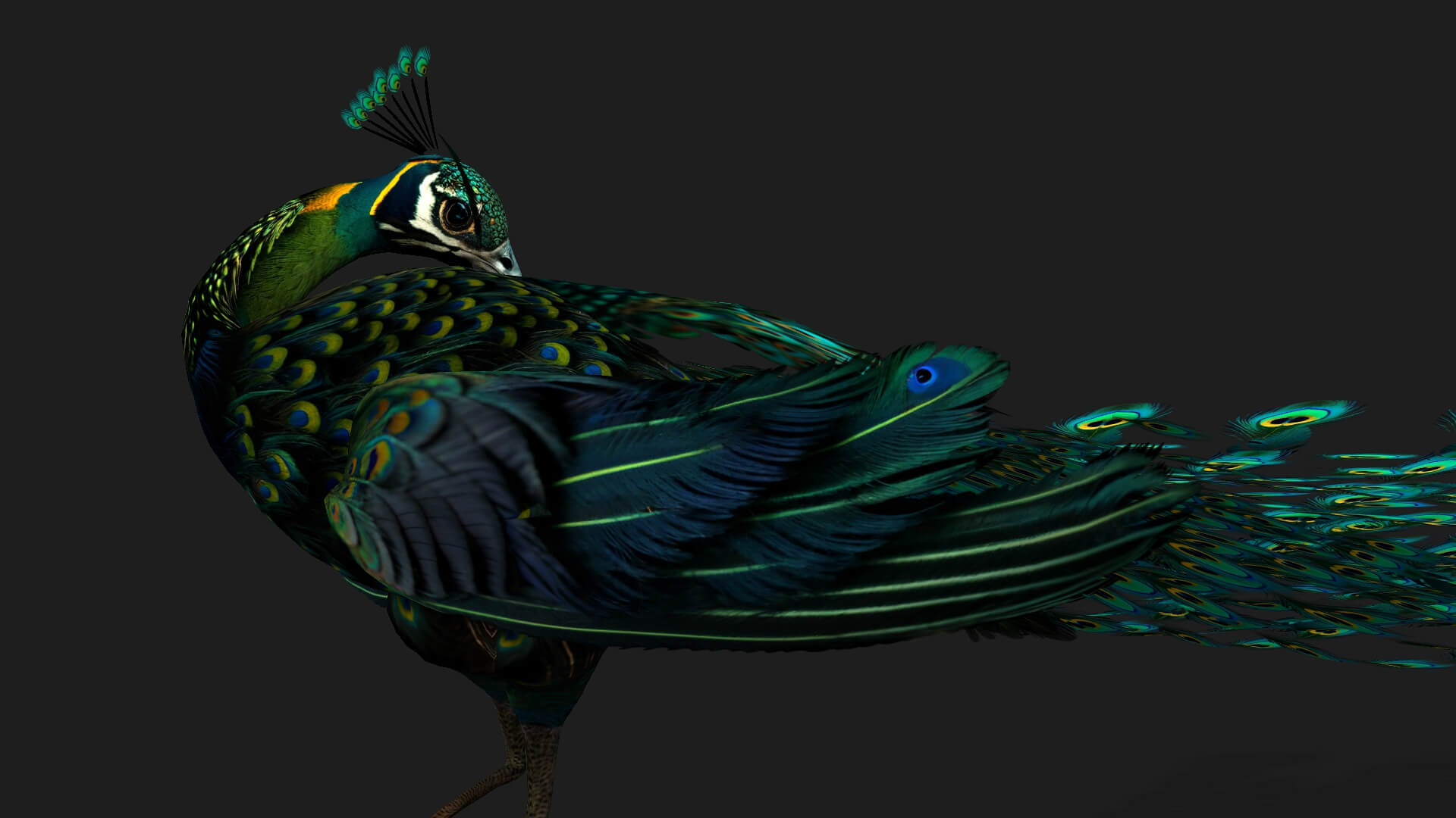 Peacock-Black-A3 3D Model by Animated3d