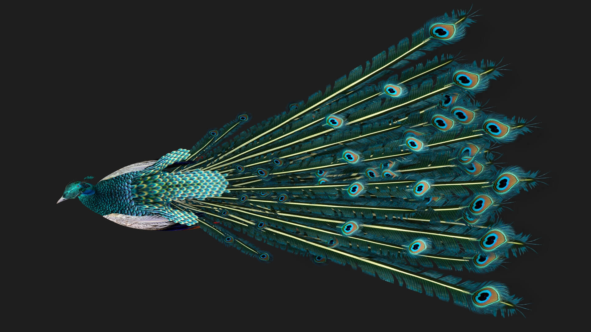 Peacock V1E Animated - 3D Model by Animated3d