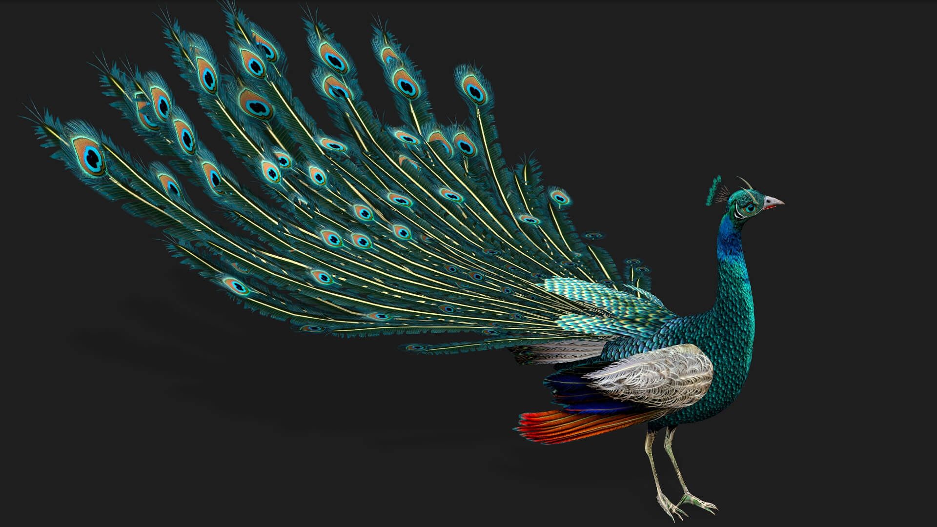 Peacock V1E Animated - 3D Model by Animated3d