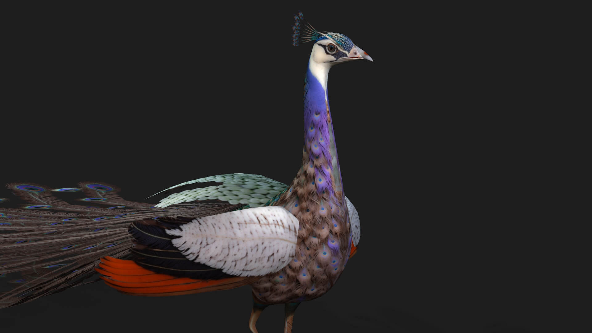 Peacock V2E Animated - 3D Model by Animated3d