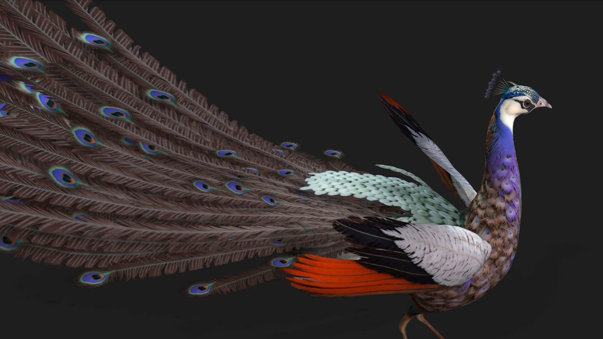 Peacock V2E Animated - 3D Model by Animated3d