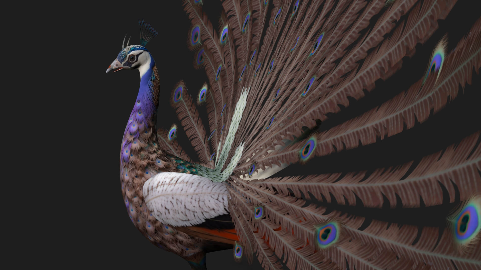 Peacock V2E Animated - 3D Model by Animated3d
