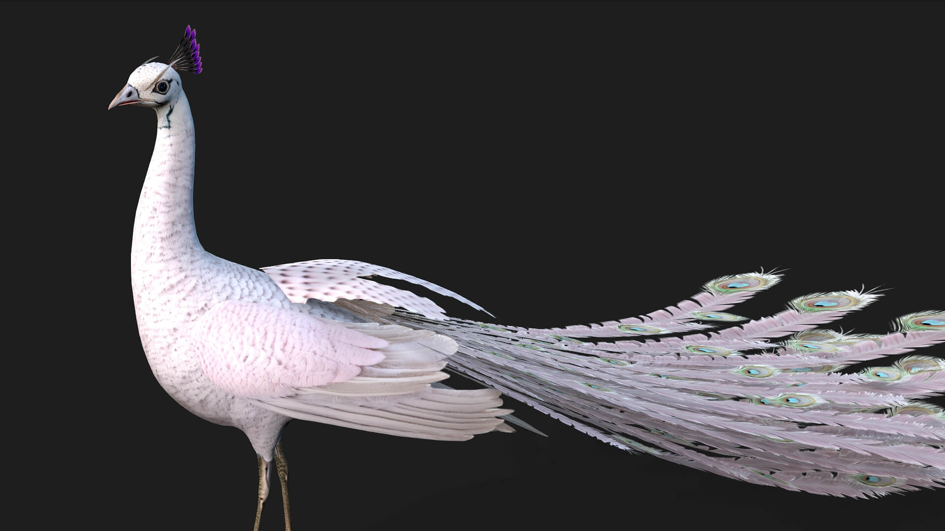 Peacock V3E Animated - 3D Model by Animated3d