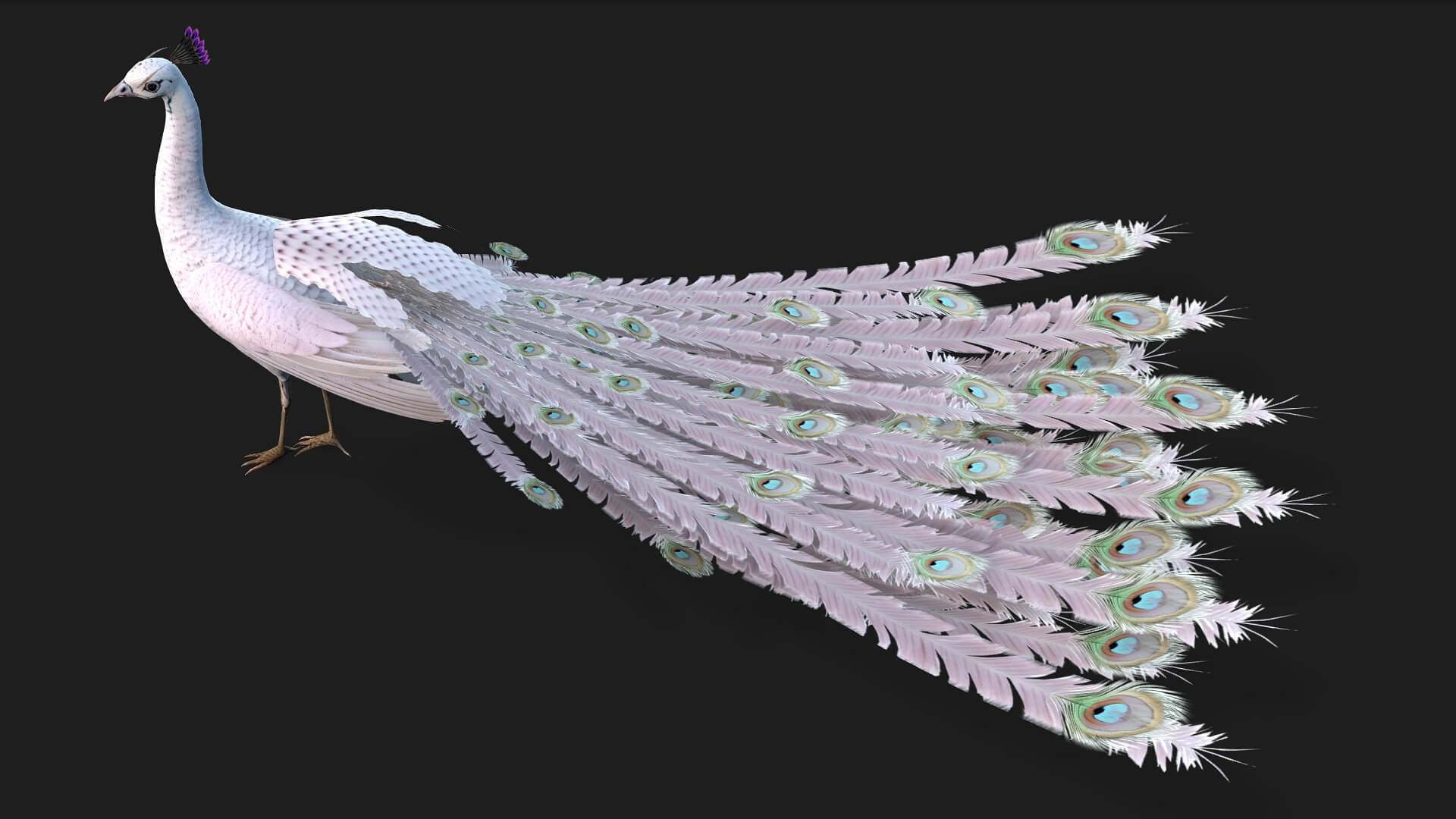 Peacock V3E Animated - 3D Model by Animated3d
