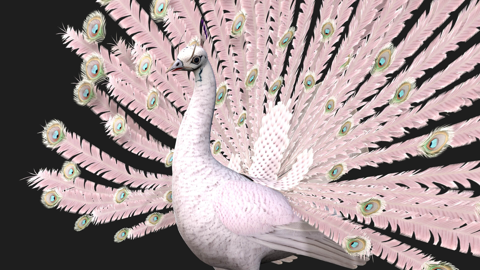Peacock V3E Animated - 3D Model by Animated3d