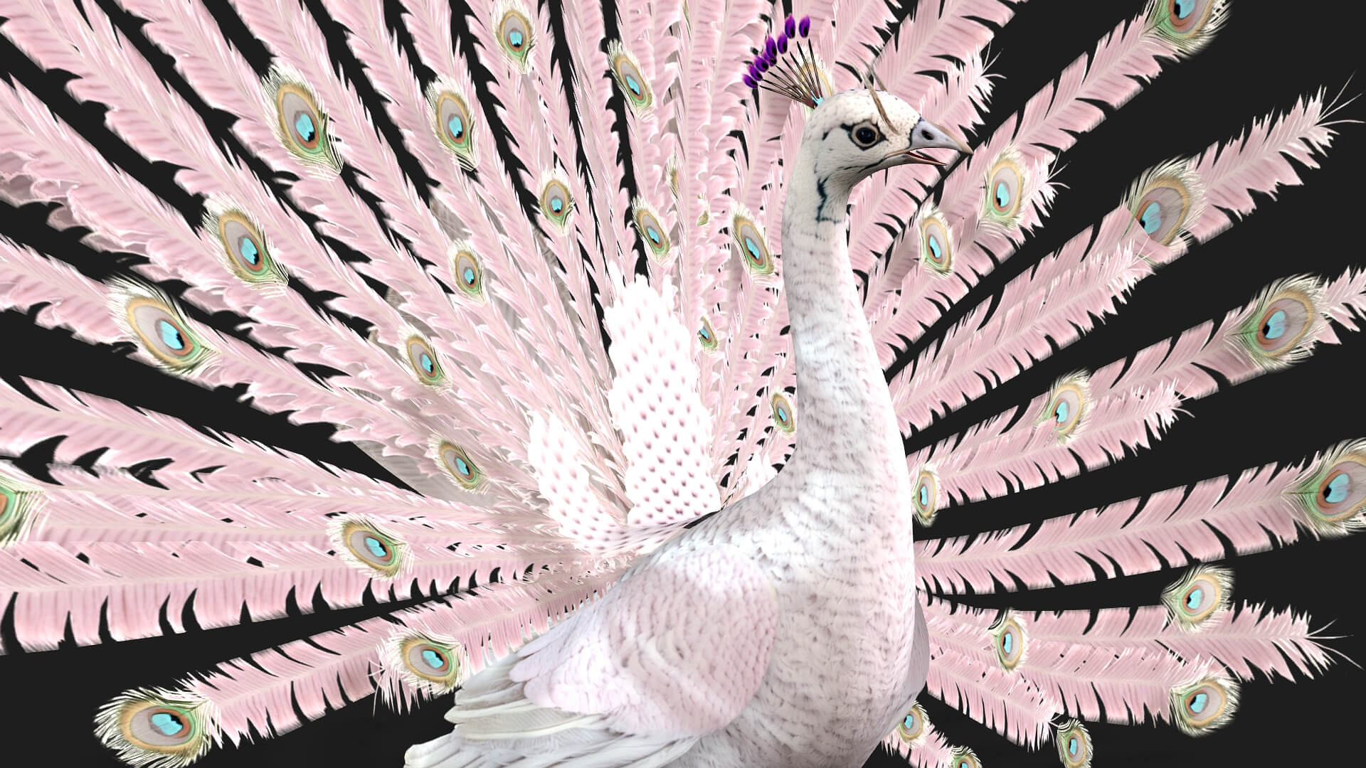 Peacock V3E Animated - 3D Model by Animated3d