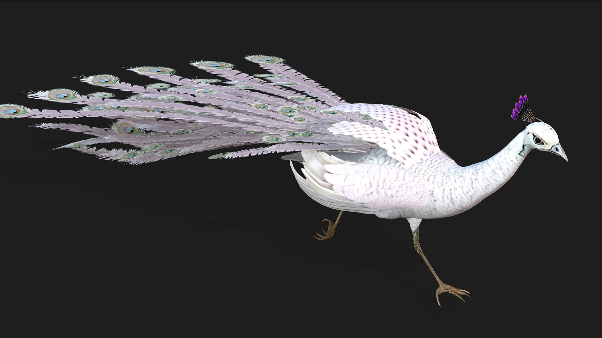 Peacock V3E Animated - 3D Model by Animated3d