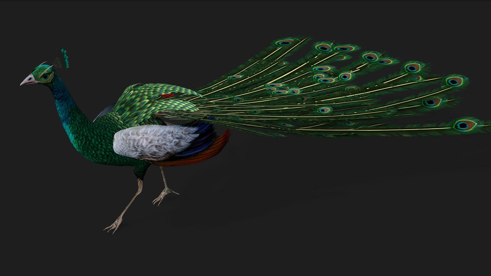 Peacock V4E Animated - 3D Model by Animated3d