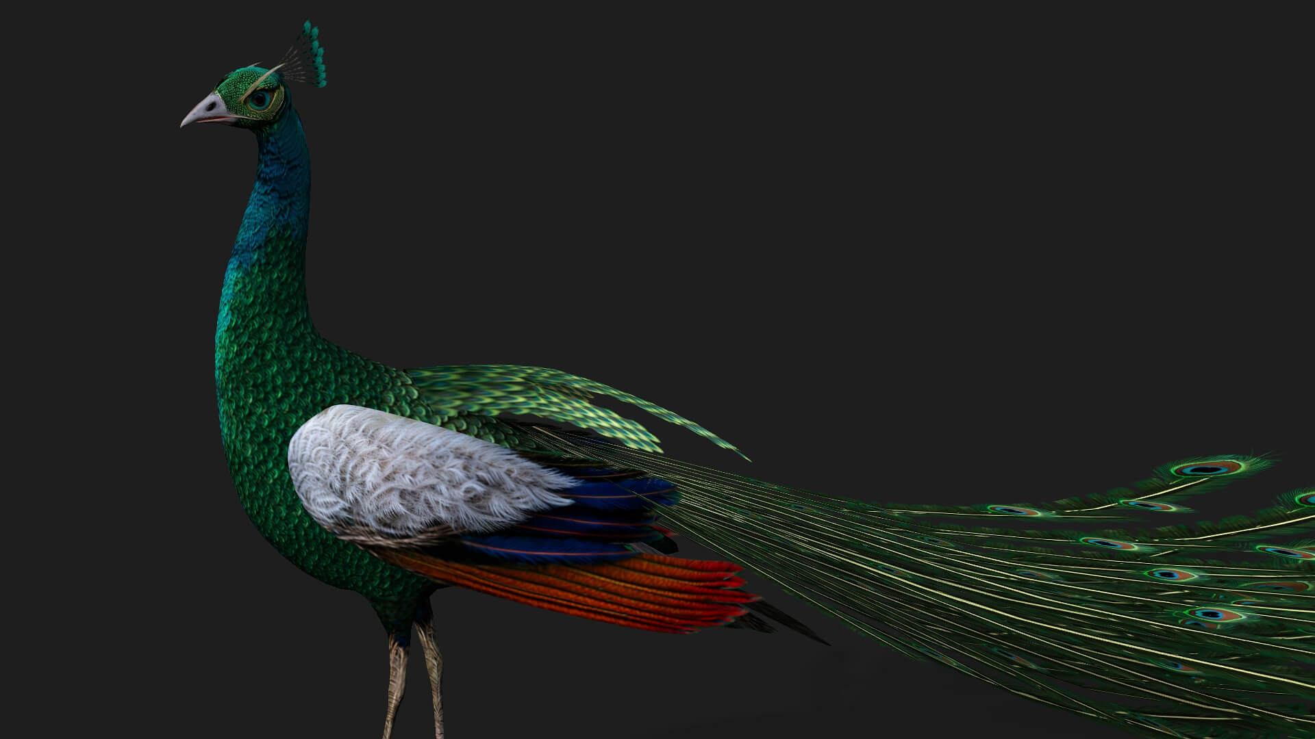 Peacock V4E Animated - 3D Model by Animated3d