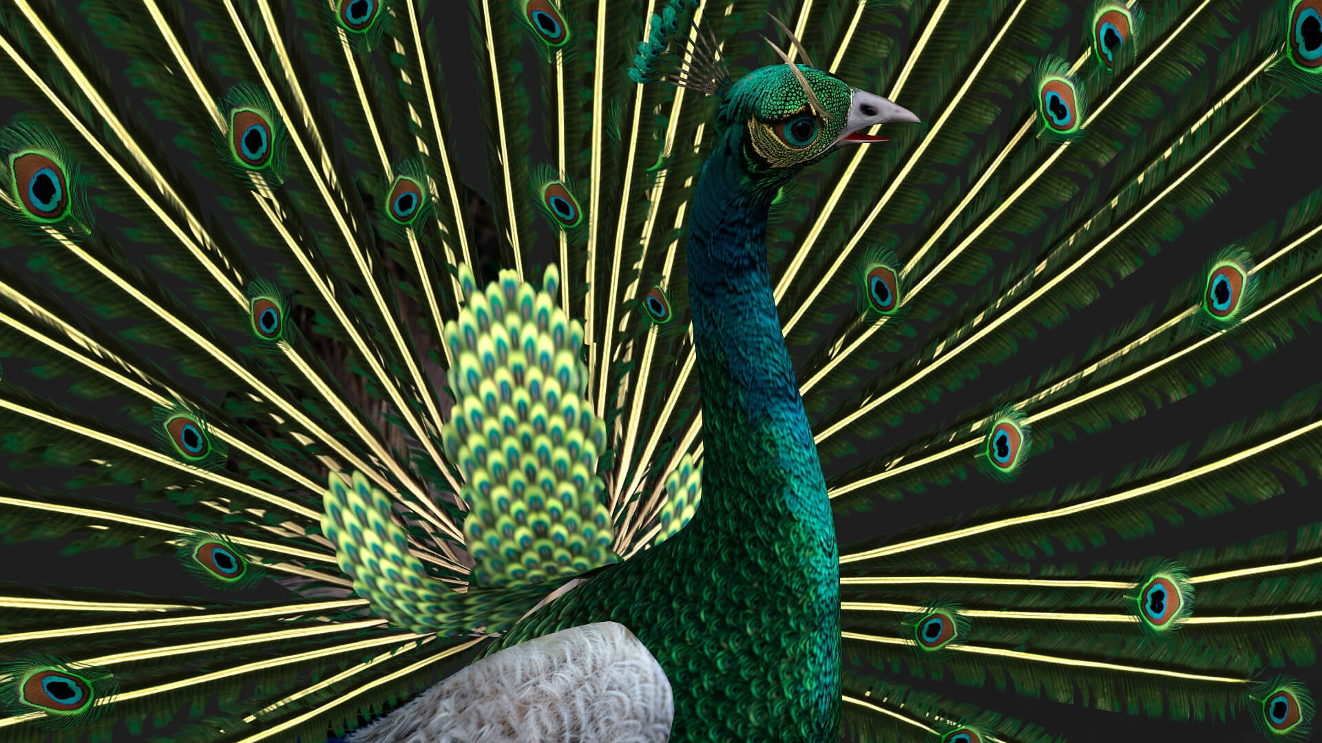 Peacock V4E Animated - 3D Model by Animated3d