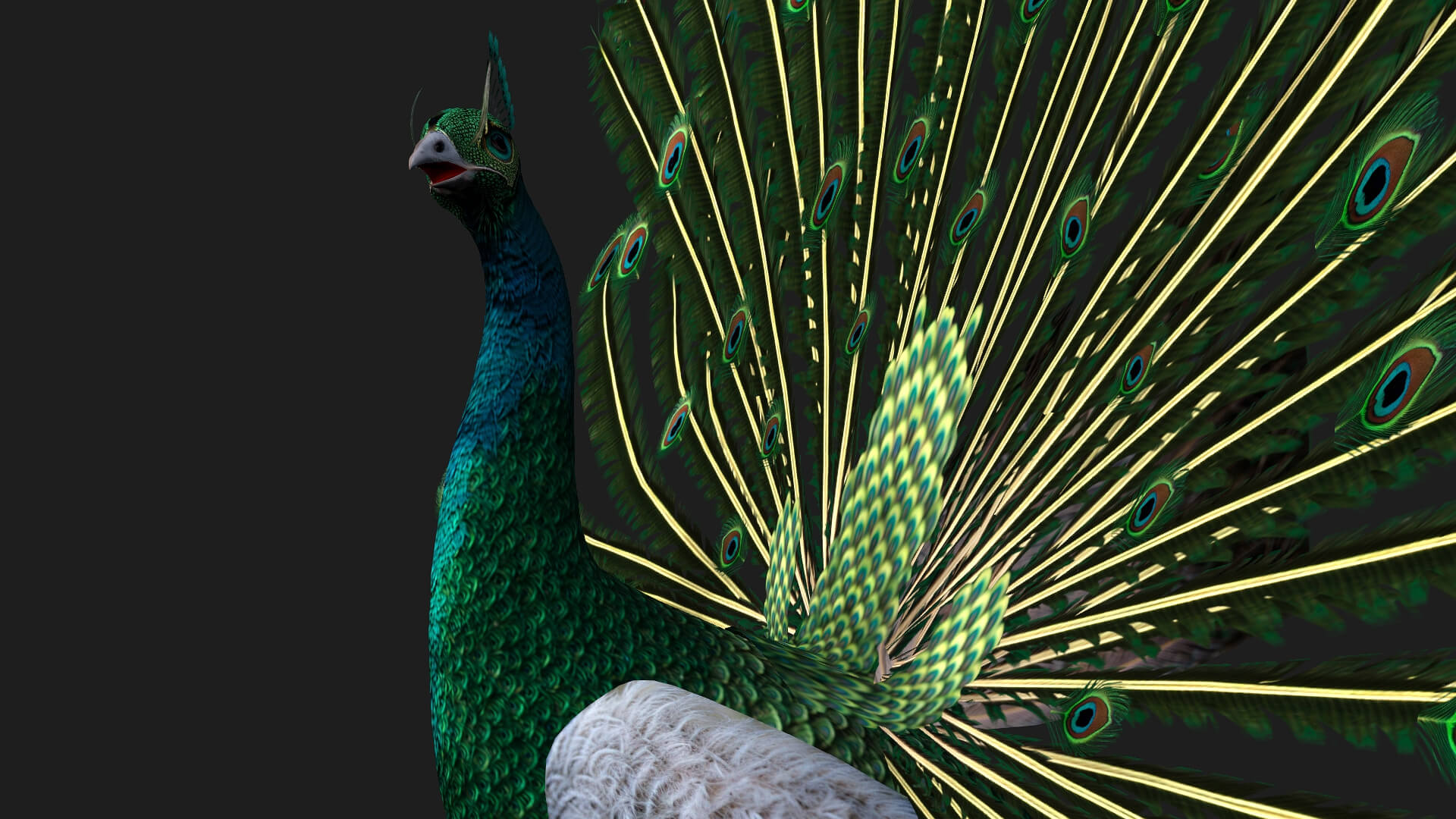 Peacock V4E Animated - 3D Model by Animated3d