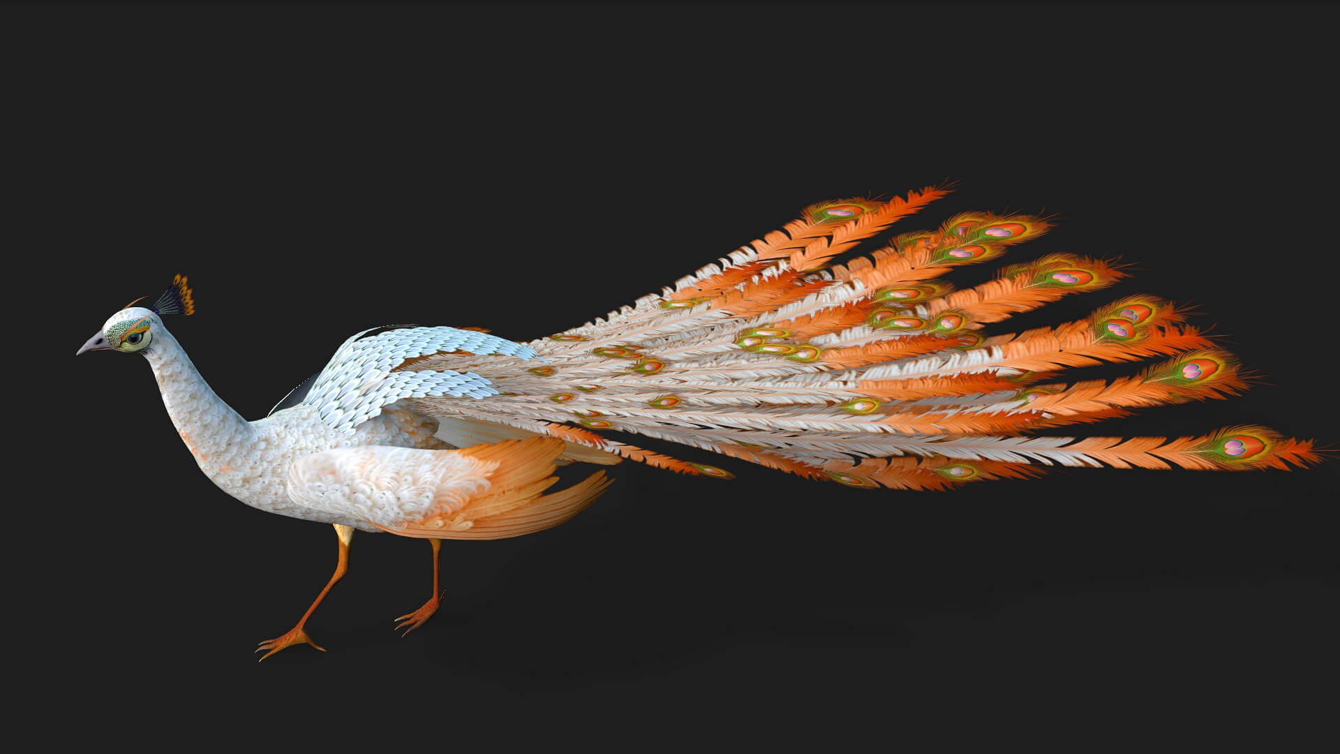 Peacock V5E Animated - 3D Model by Animated3d