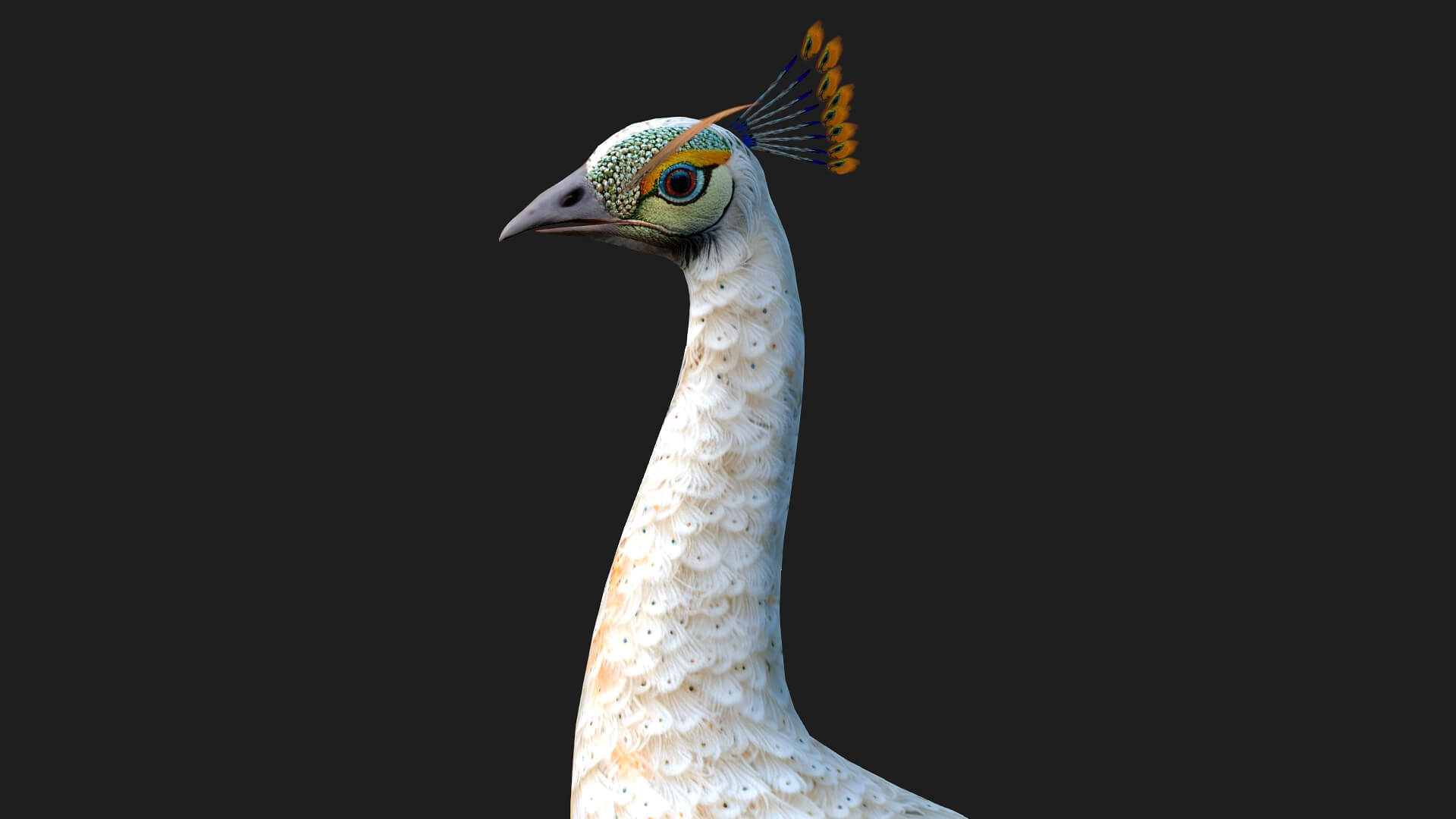 Peacock V5E Animated - 3D Model by Animated3d