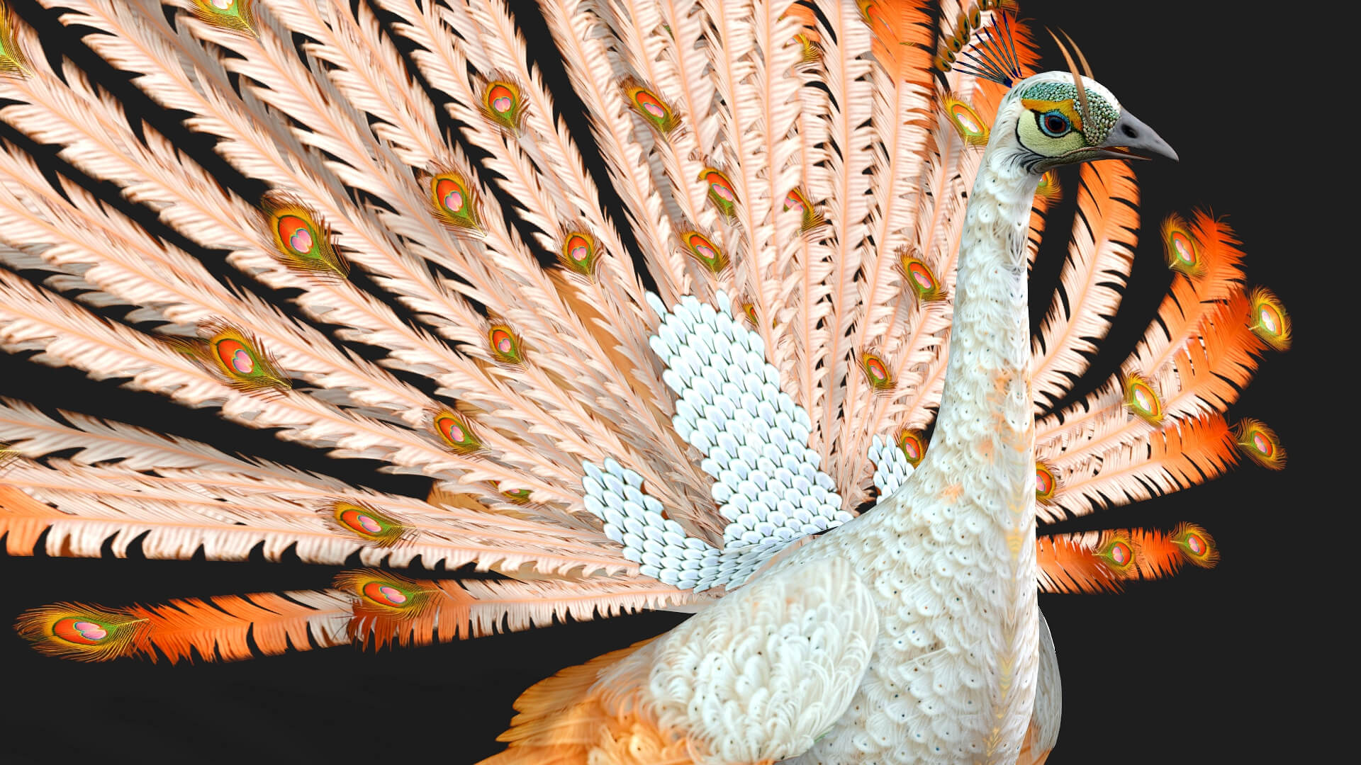 Peacock V5E Animated - 3D Model by Animated3d