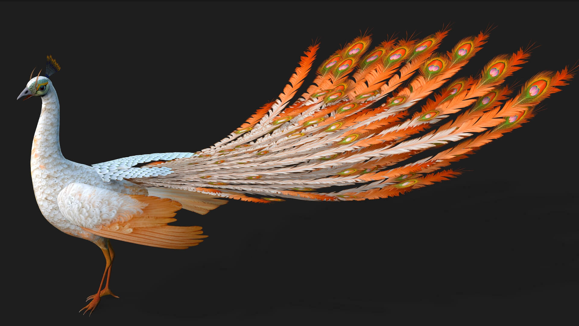 Peacock V5E Animated - 3D Model by Animated3d