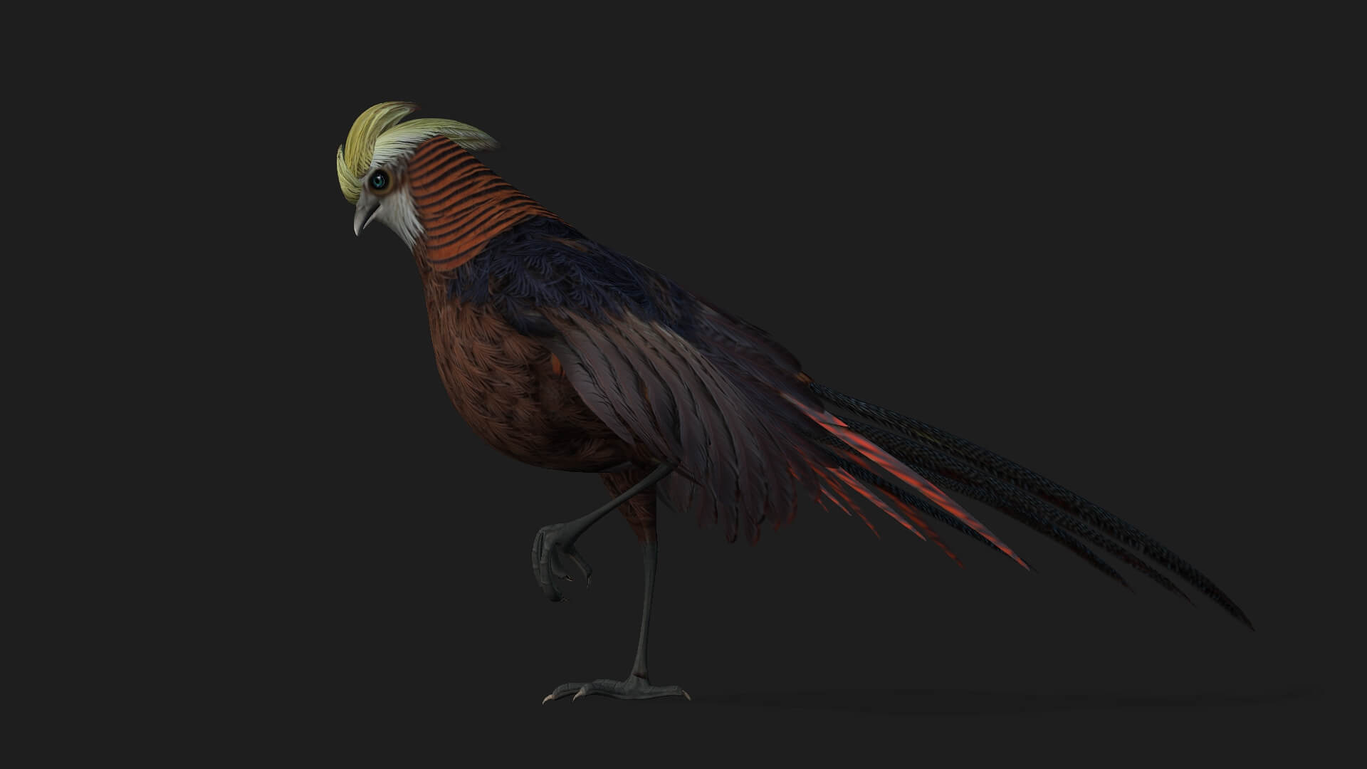 Pheasant A1 Animated - 3D Model by Animated3d