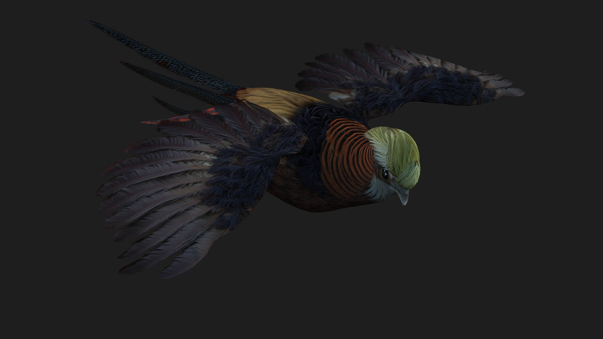 Pheasant A1 Animated - 3D Model by Animated3d