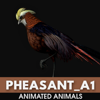Animated3d | 3D Models | Pheasants