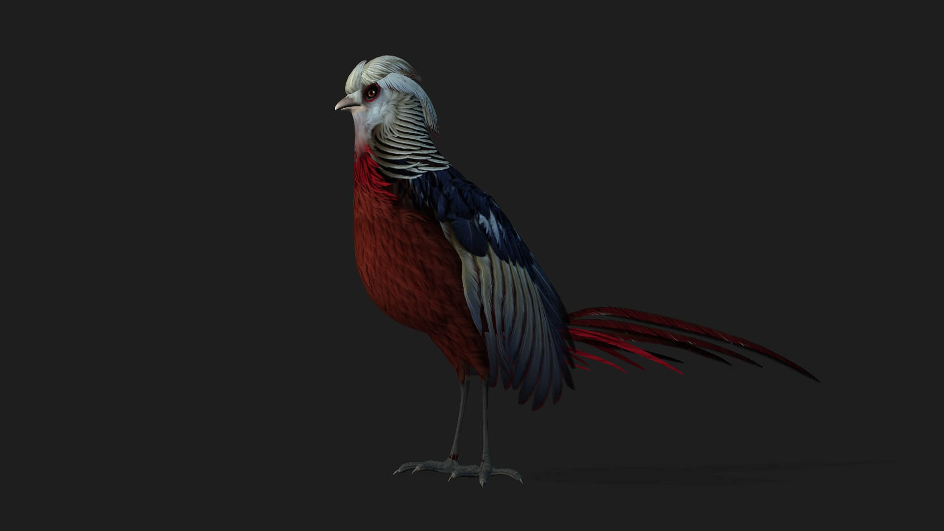 Pheasant A2 Animated - 3D Model by Animated3d