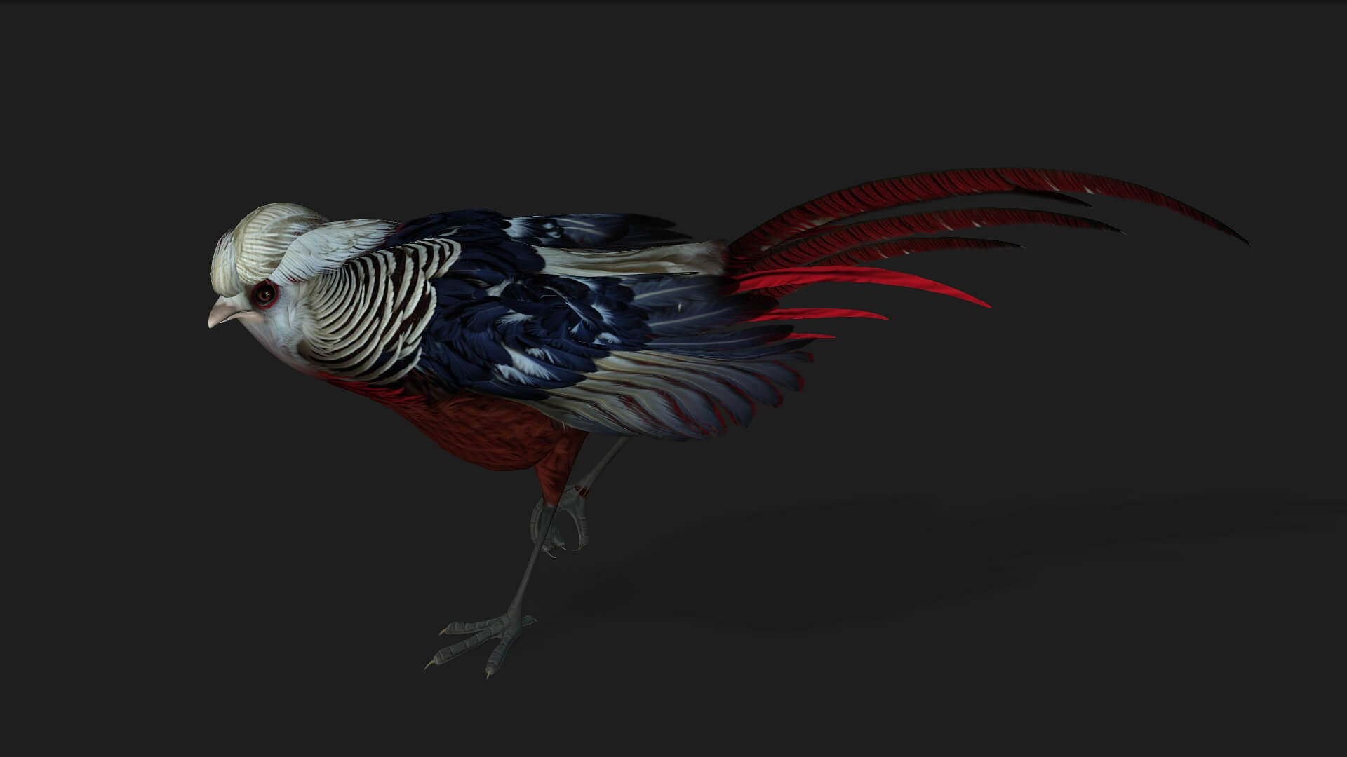 Pheasant A2 Animated - 3D Model by Animated3d