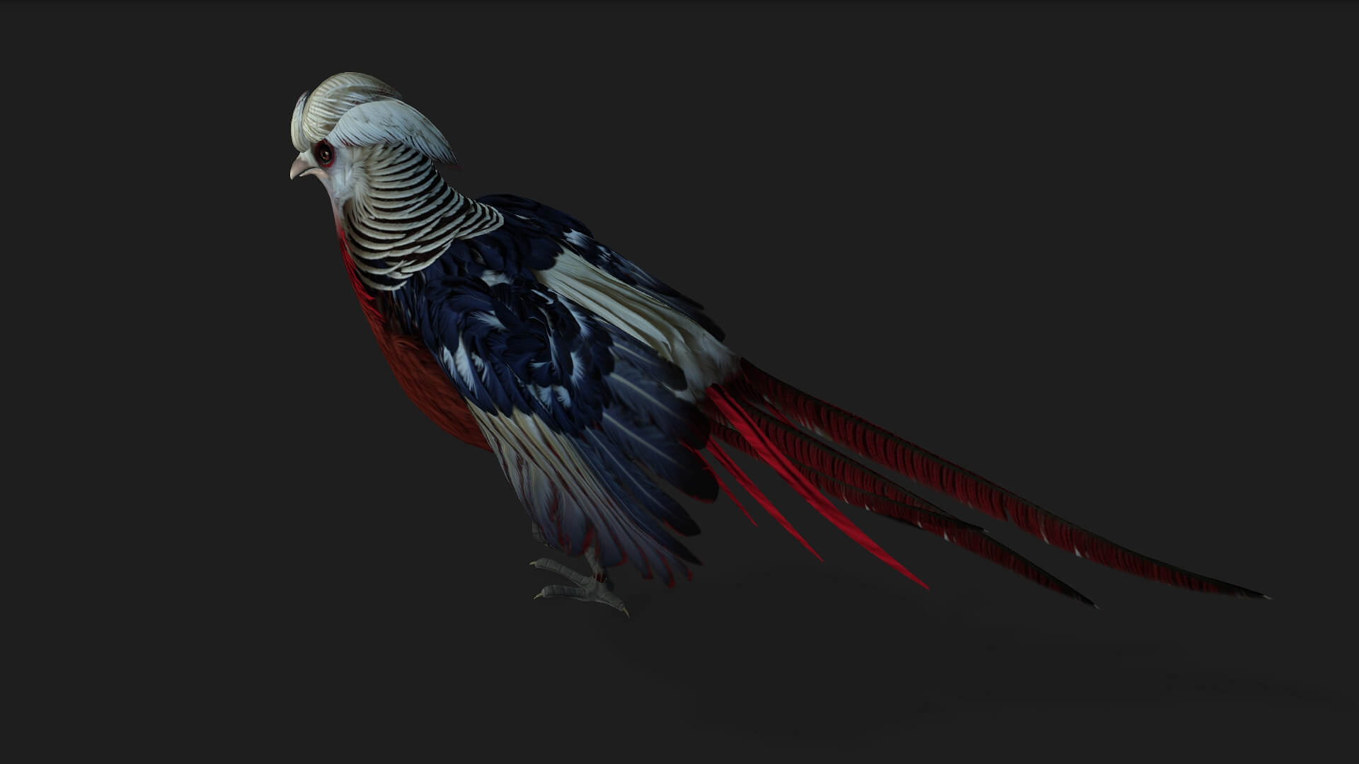 Pheasant A2 Animated - 3D Model by Animated3d