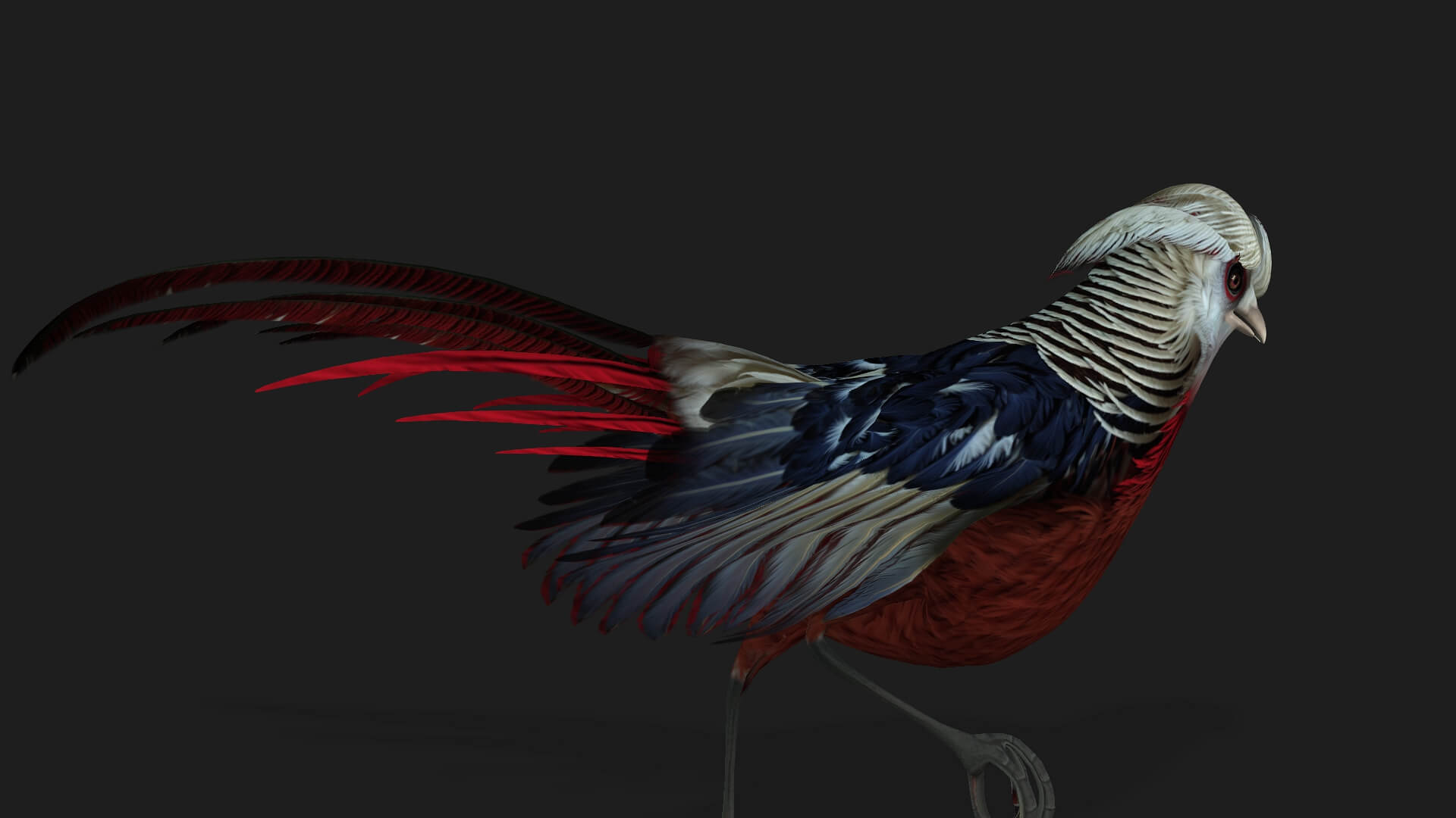 Pheasant A2 Animated - 3D Model by Animated3d