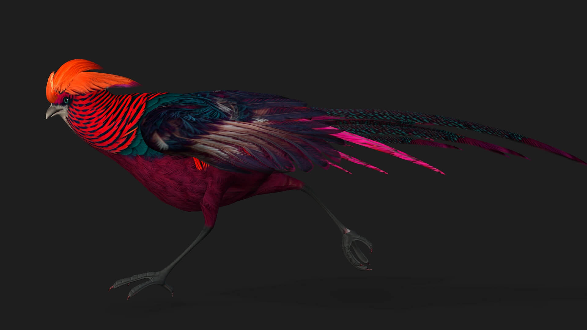 Pheasant A3 Animated - 3D Model by Animated3d