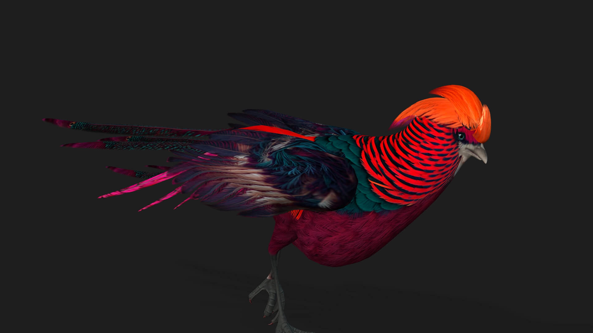 Pheasant A3 Animated - 3D Model by Animated3d