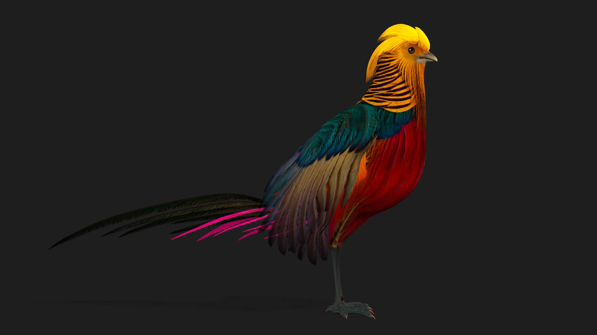 Pheasant A4 Animated - 3D Model by Animated3d