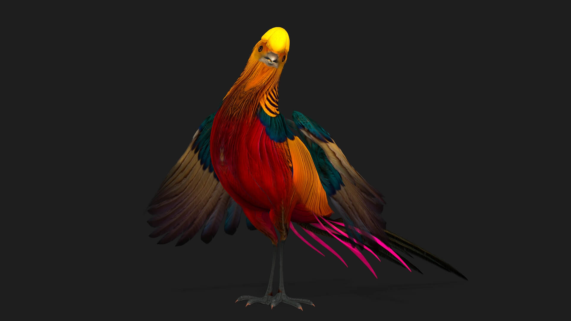 Pheasant A4 Animated - 3D Model by Animated3d