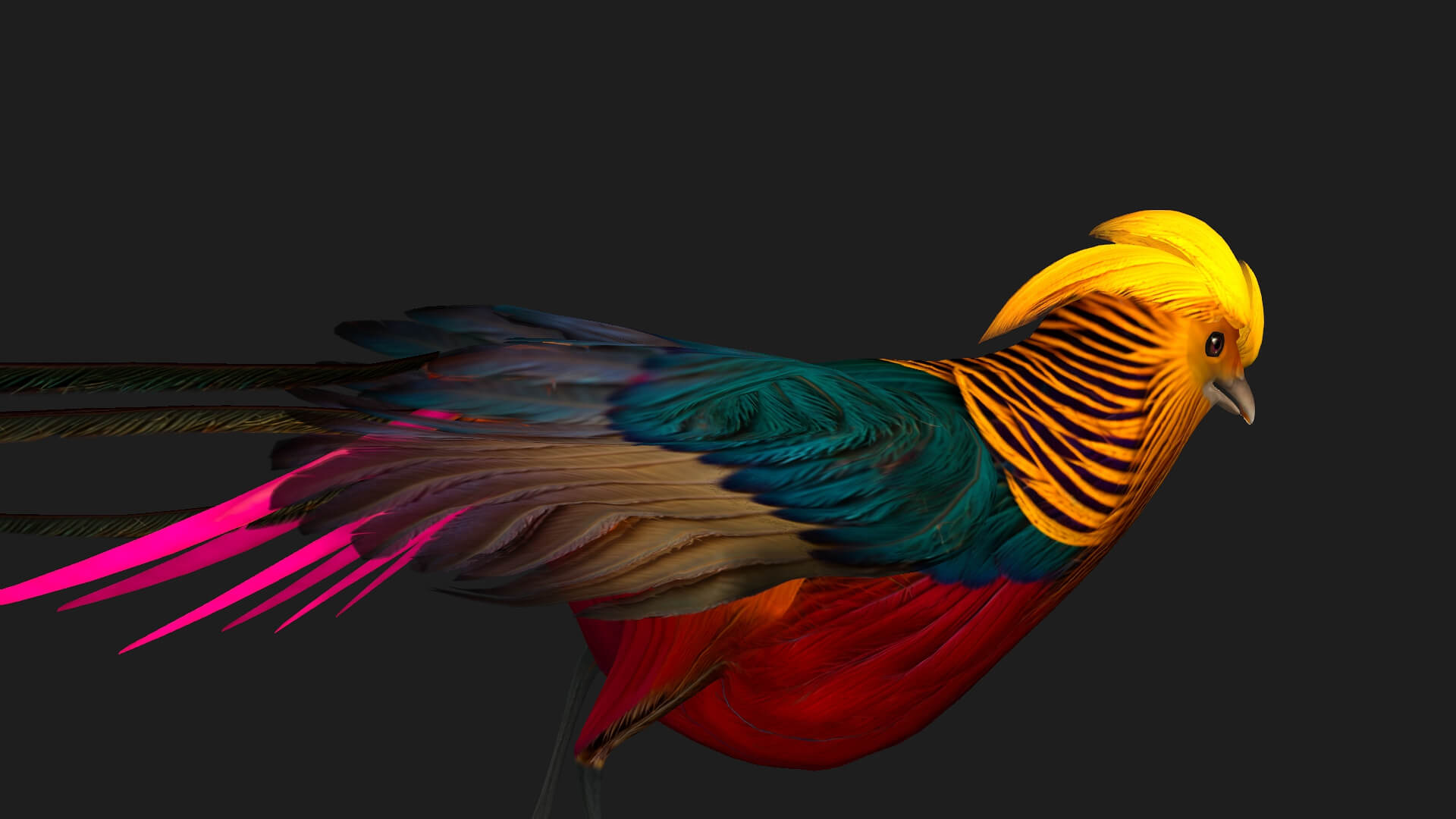 Pheasant A4 Animated - 3D Model by Animated3d